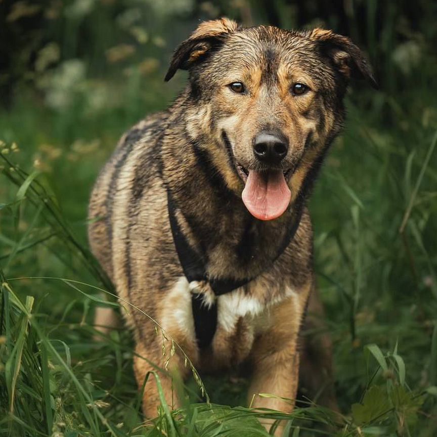 Взрослая собака в добрые руки