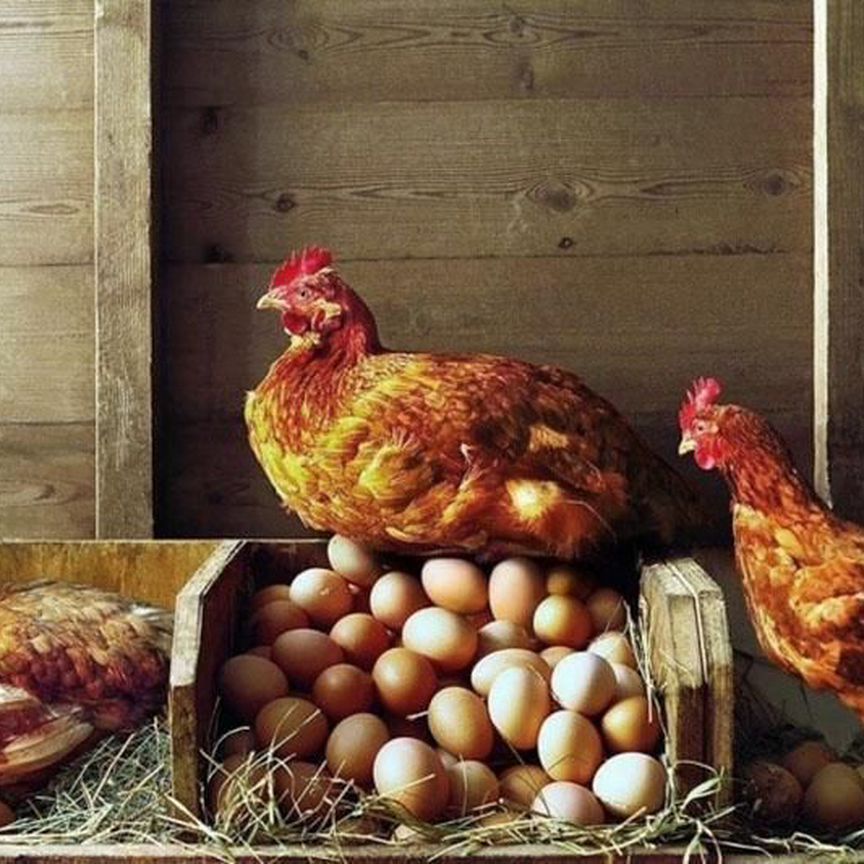 Куры несушки