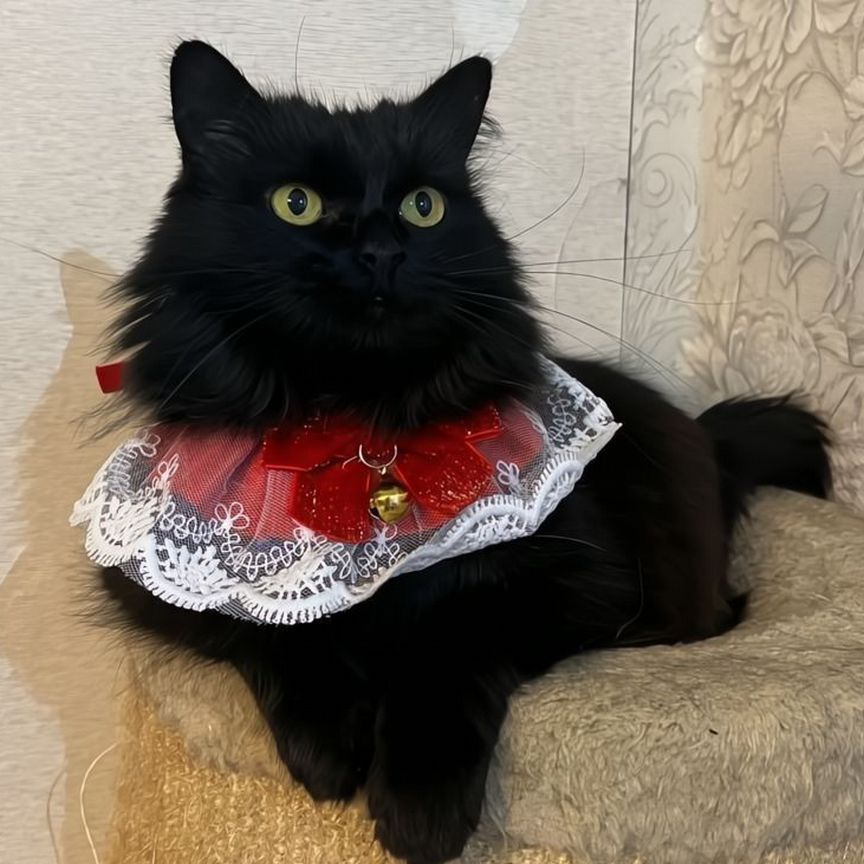 Взрослая, Девочка кошка в добрые руки