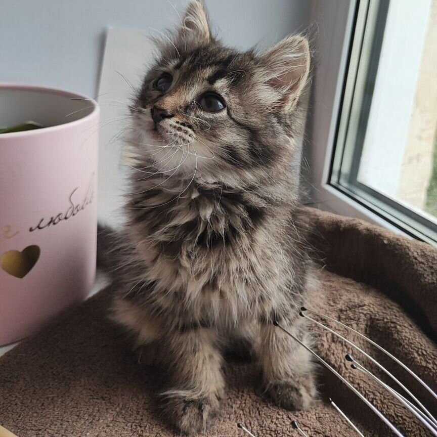 Котенок в доброе руки