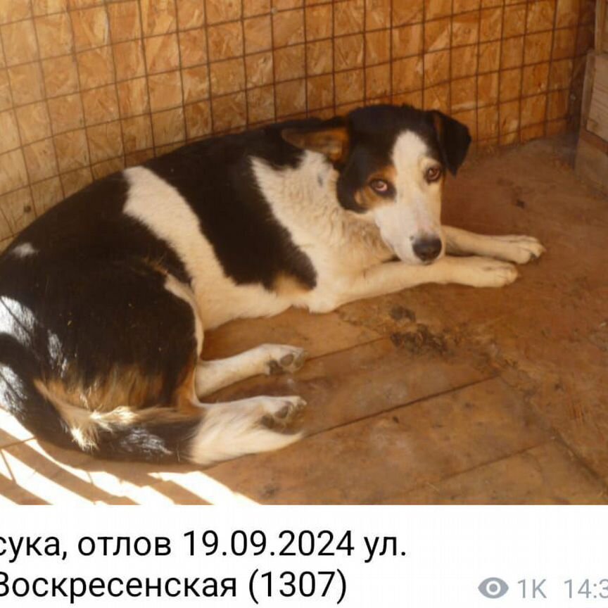 Собачка потеряшка