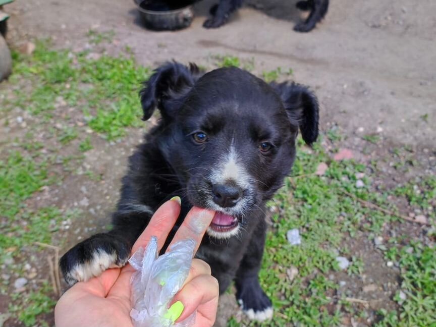 Собака в добрые руки