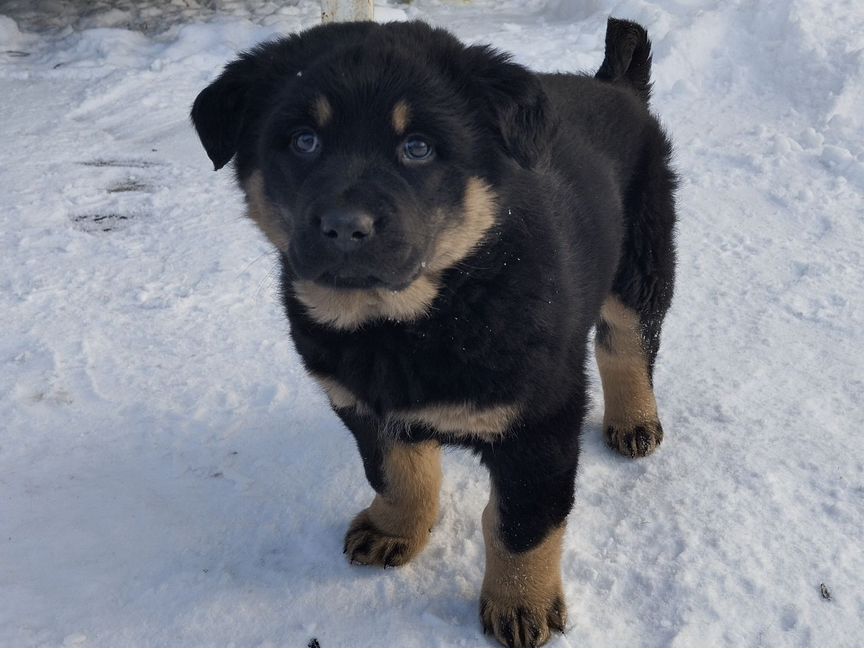 Щенки хотошо