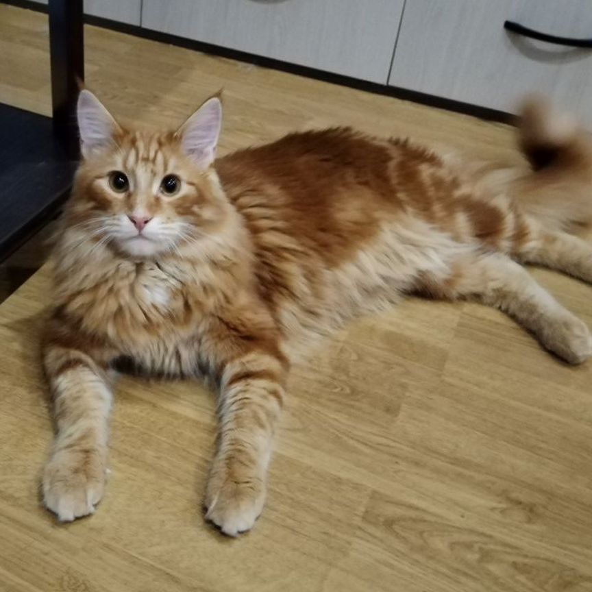 Отдам кота мейкуна