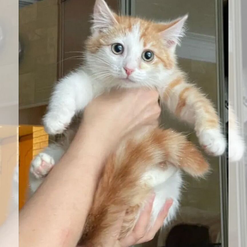 Котёнок в добрые руки