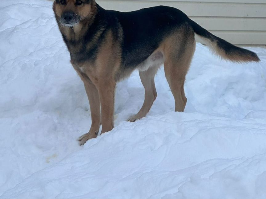 Собака в добрые руки