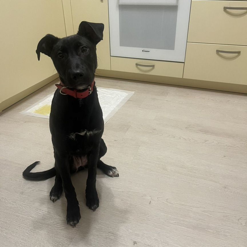 Отдам в добрые руки