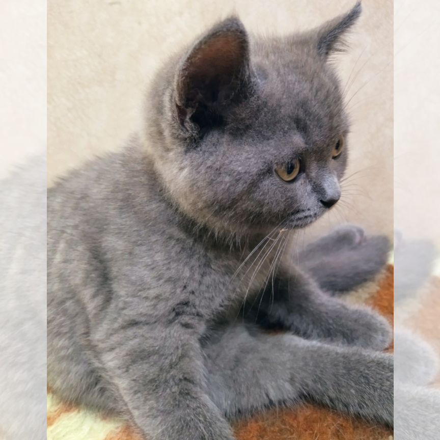 Британский котенок