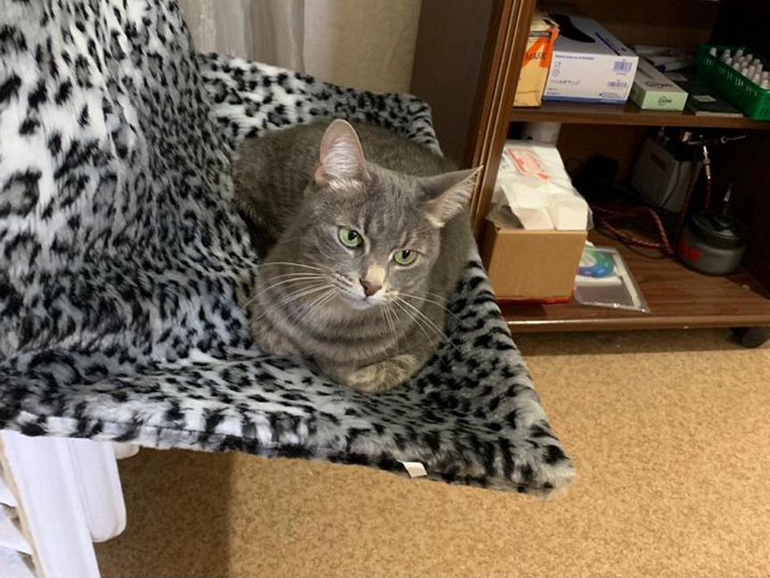 Лежак для кота