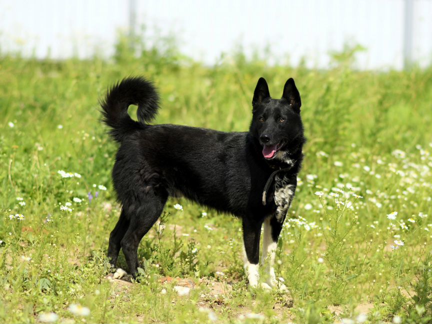 Собака из приюта в семью