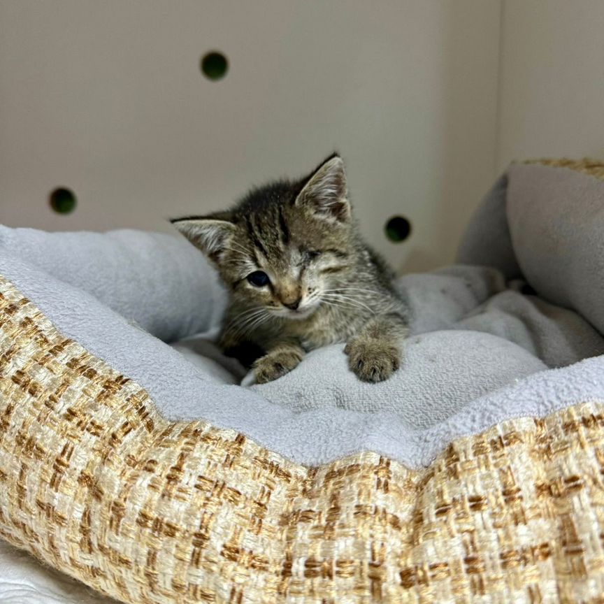 Крошка котёнок Капелька