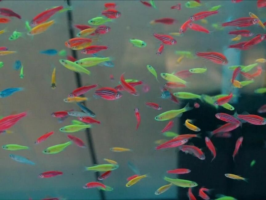 Аквариумные рыбки данио