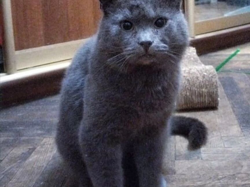Кот