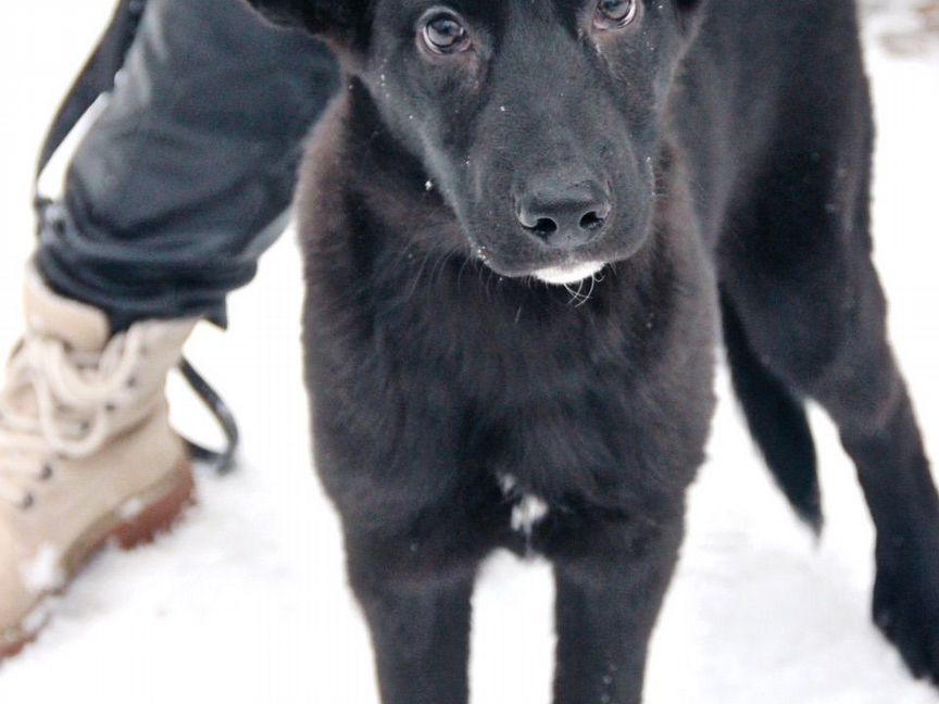 Добби ищет дом