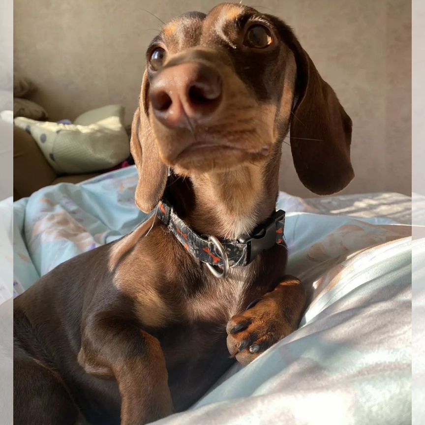 Карликовая такса, взрослый пёс