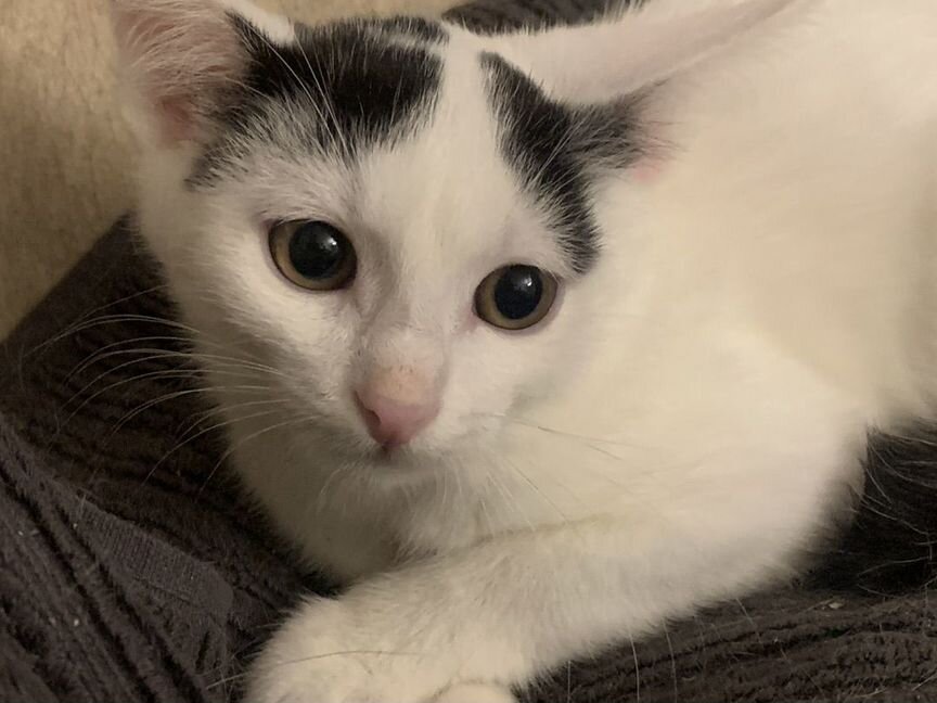 Котенок Фанни