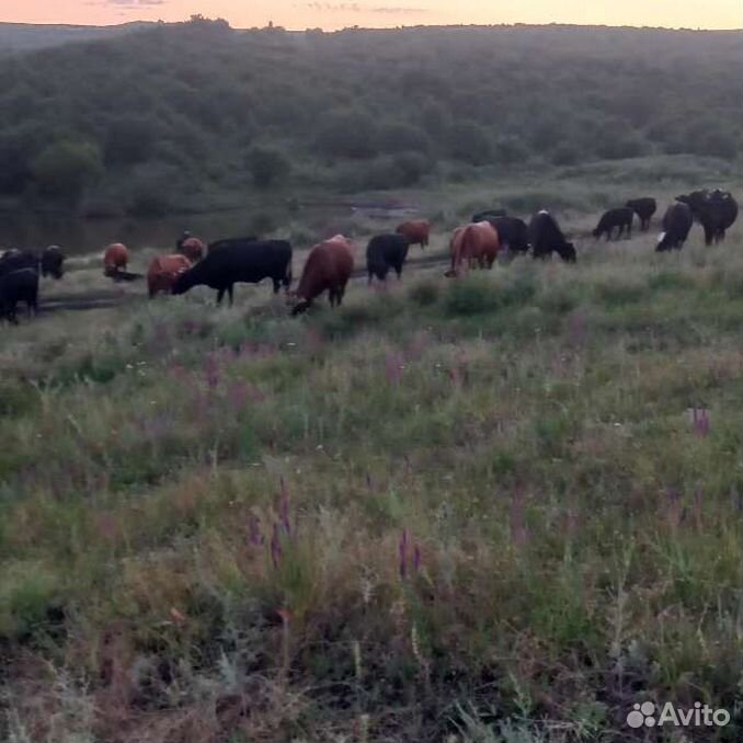 Корова с теленком