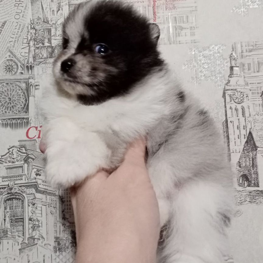 Немецкий шпиц, щенок