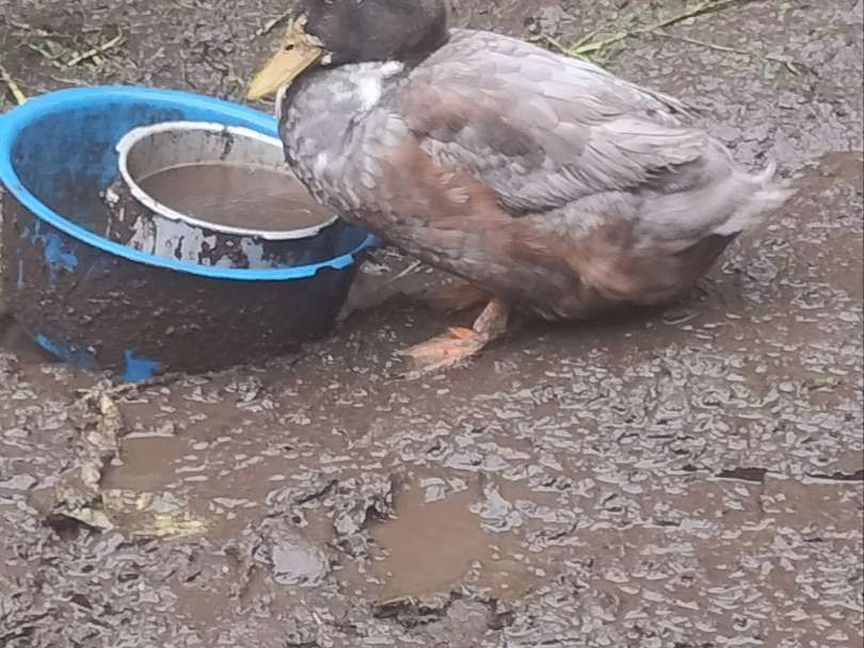 Утки(голубой фаворит)