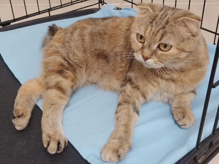 Маленькая рысь.(необычная кошечка)