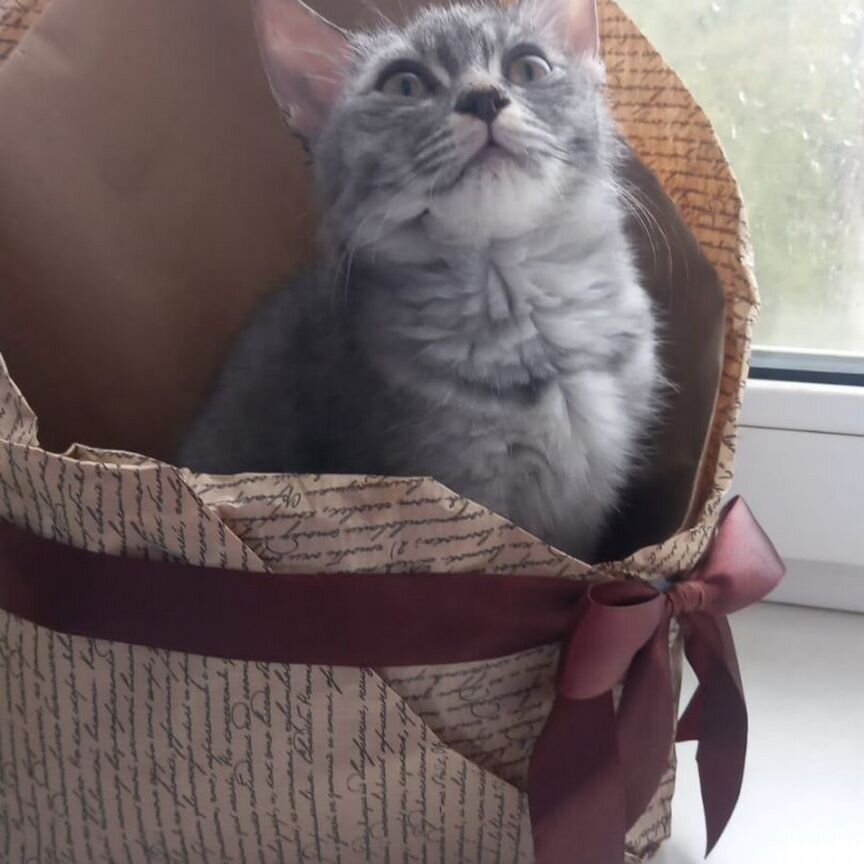 Котенок в добрые руки