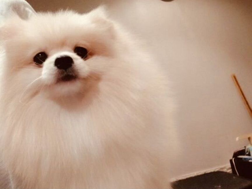 Померанский шпиц