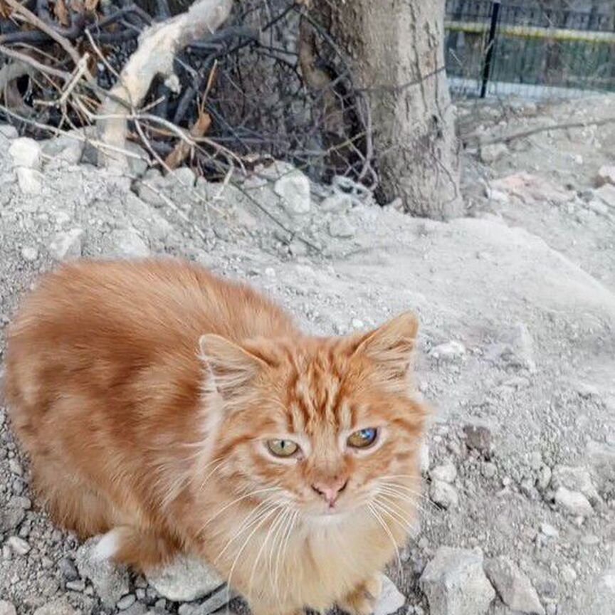 Котята в хорошие руки