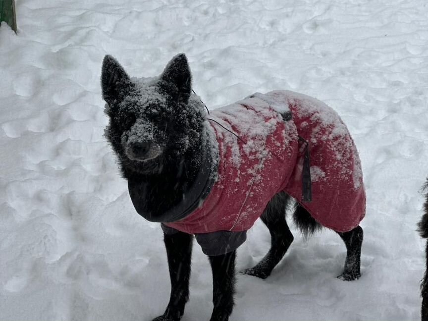 Очень тяжело в приюте зимой собаке