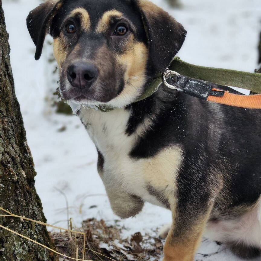 Щенок в добрые руки