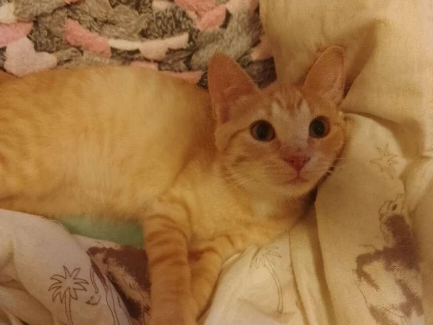 Котенок девока бесплатно