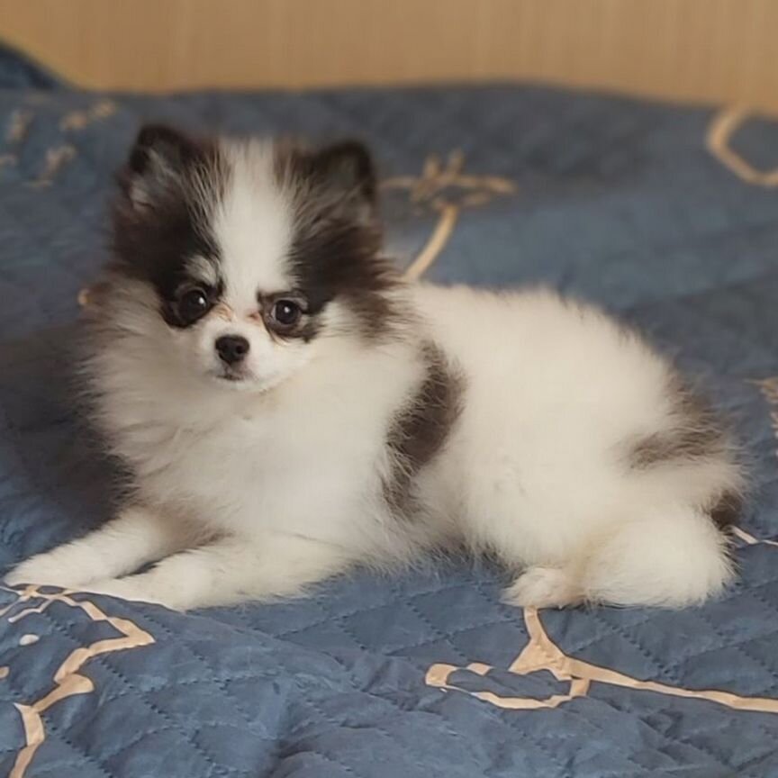 Шпиц миниатюра