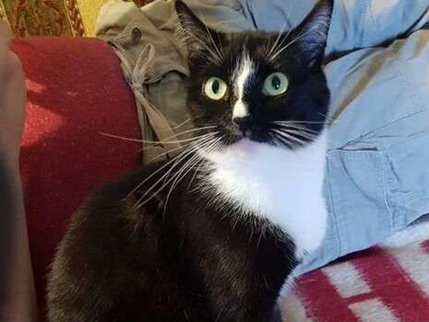 Идеальная кошка бобтейл Шарлотта 1,5года привита