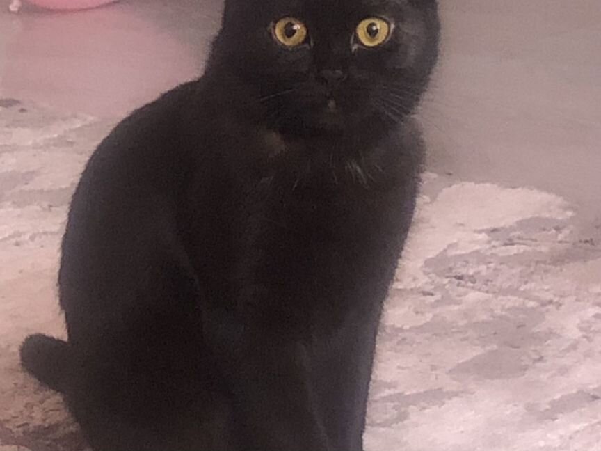 Отдам в добрые руки, стерилизованная полубританка