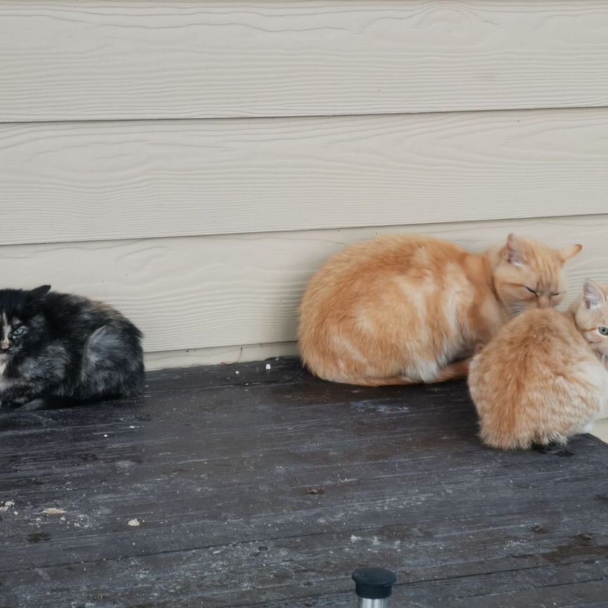 Котята в добрые руки