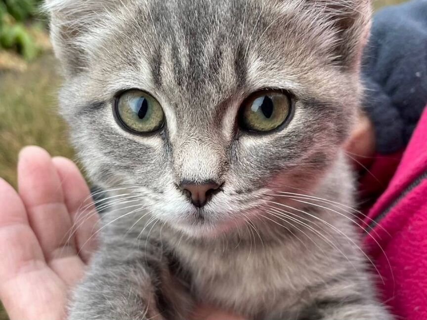 Котенок девочка в добрые руки