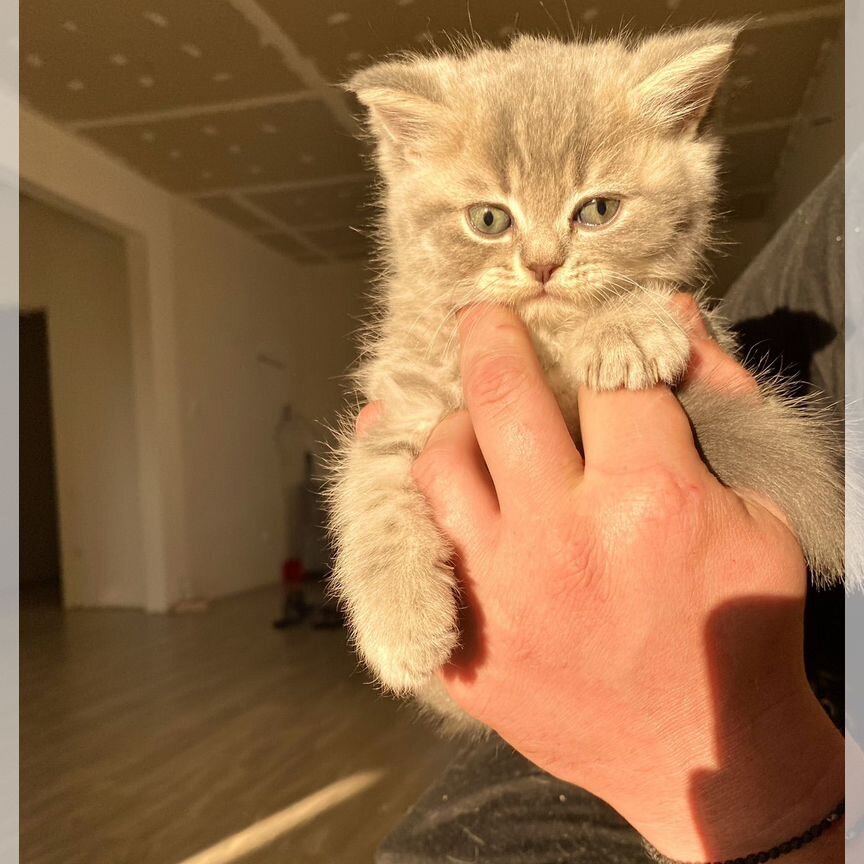 Британские котята