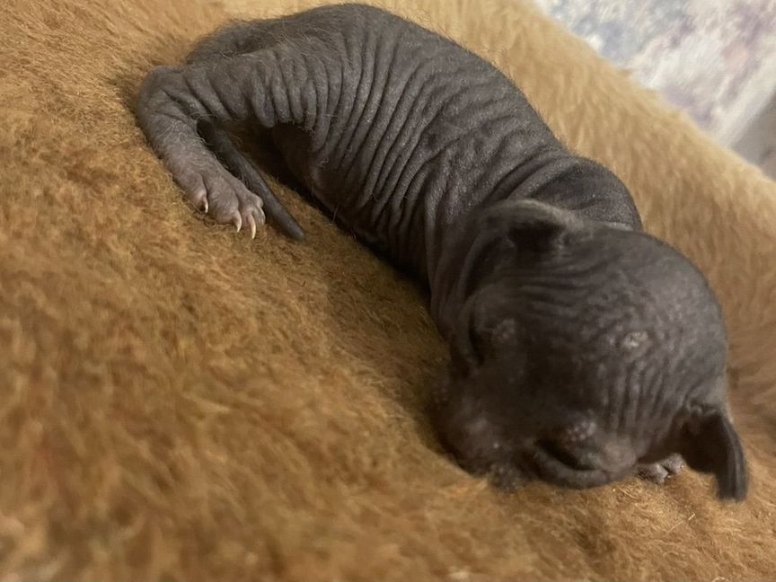 Продам котят канадского сфинкса