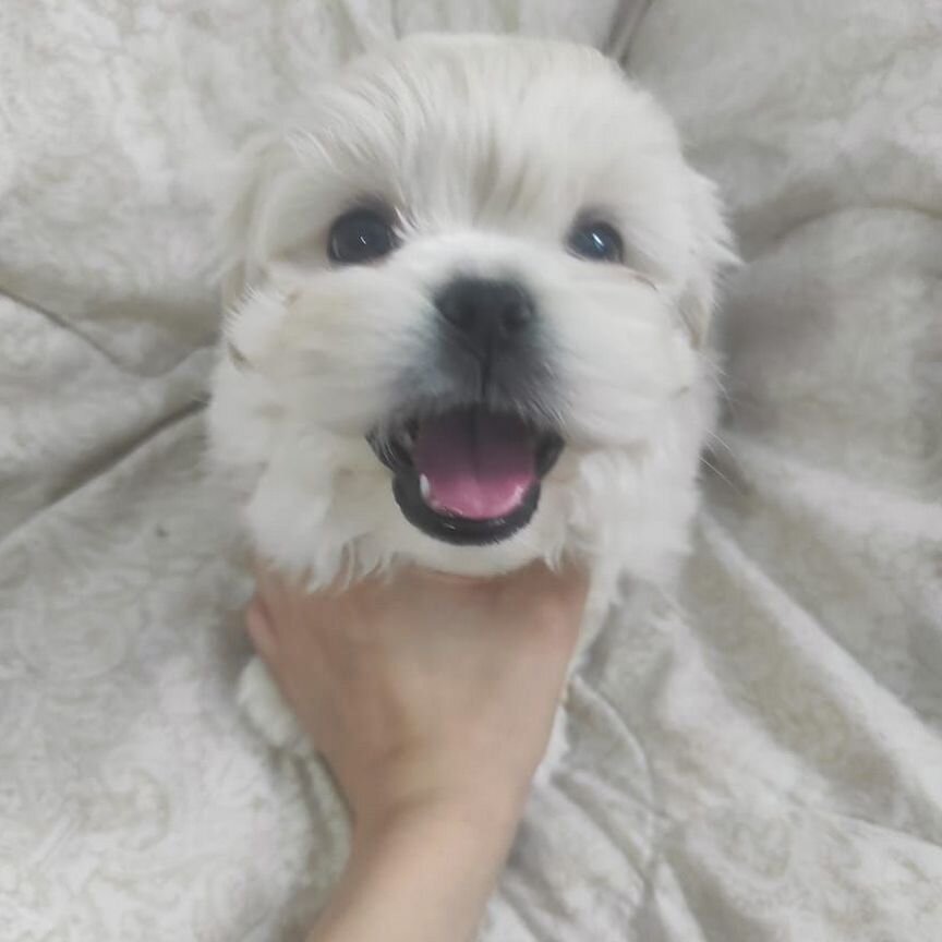 Мальтипушка