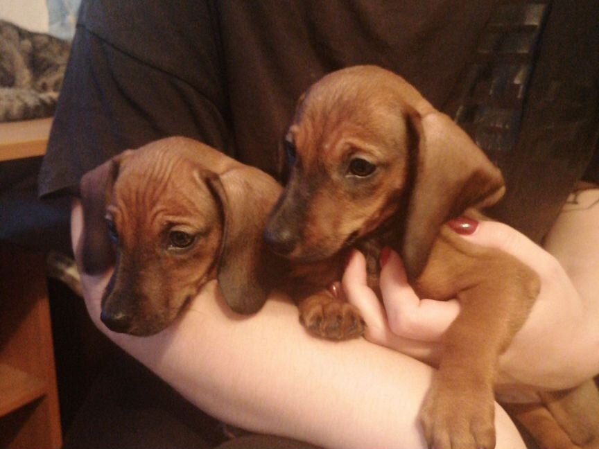 Таксята-очаровашки