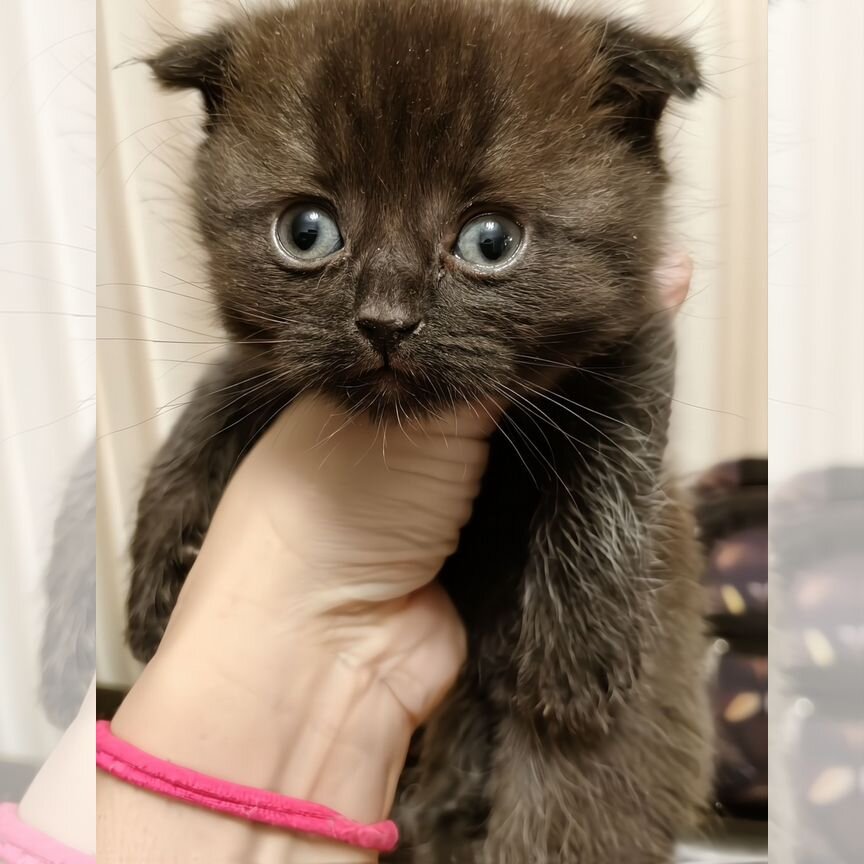Шотландский вислоухий короткошёрстный котёнок