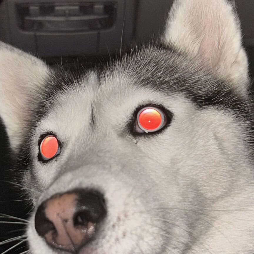 Сибирский хаски, взрослая собака