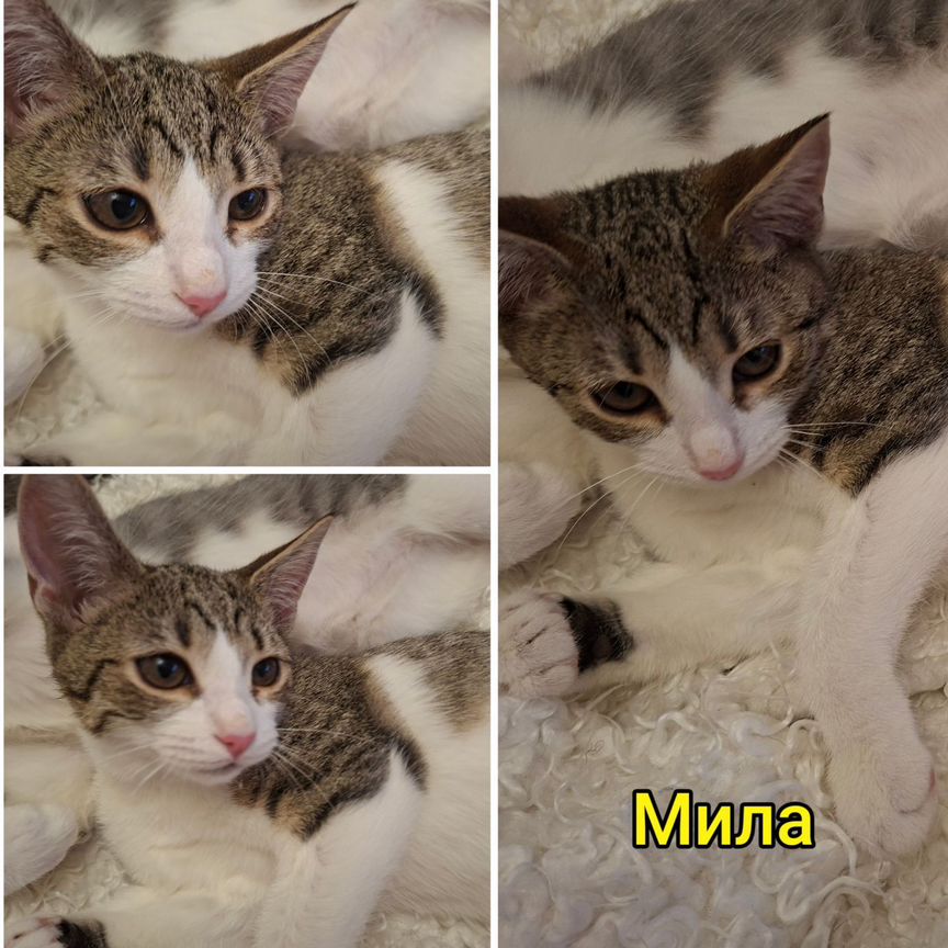 Азиатская табби котёнок