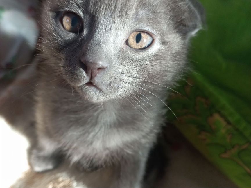 Озорные котята