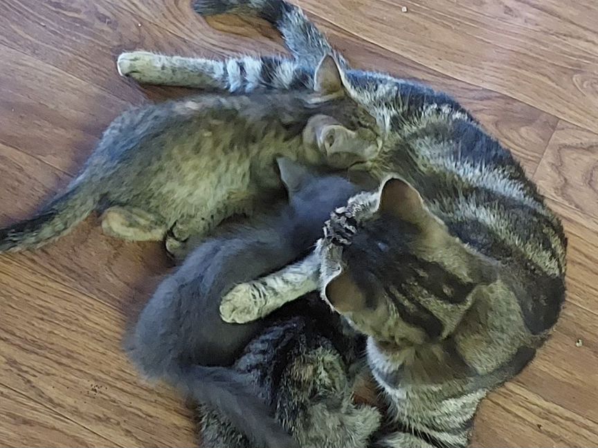 Бенгальские котята