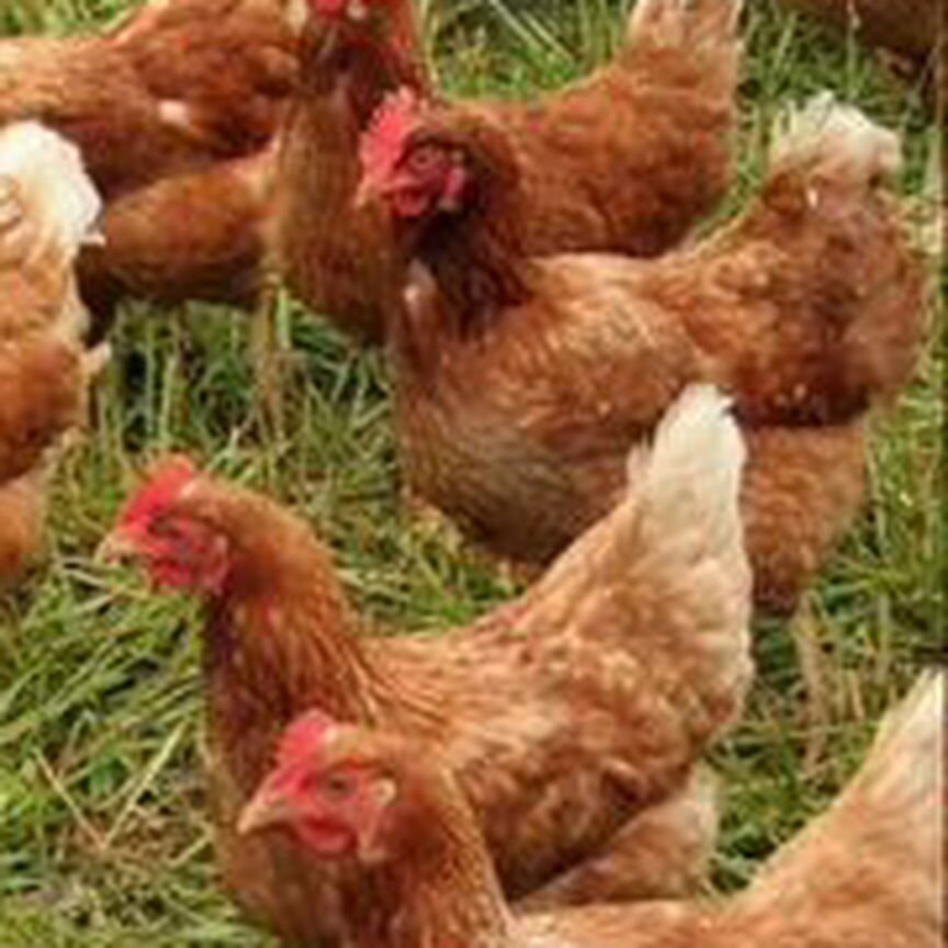 Куры несушки с доставкой