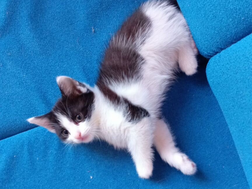 Котенок чёрно-белый мальчик