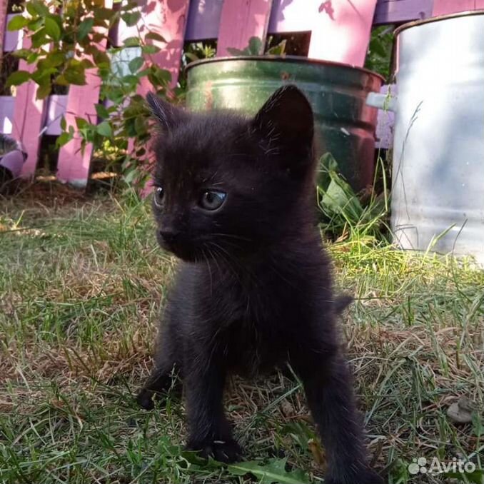 Пасхальные котята