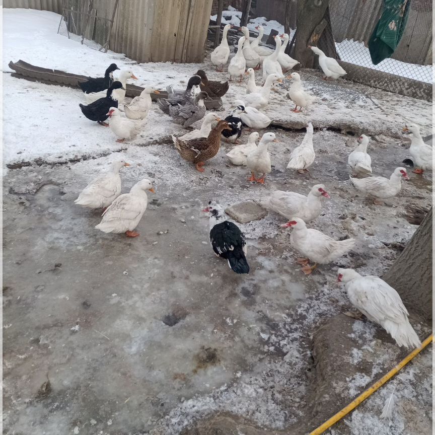 Утки гуси