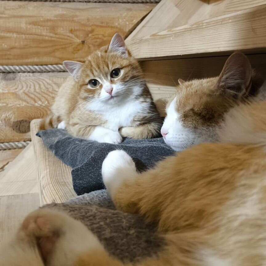 Котята в добрые руки бесплатно 2 мальчика