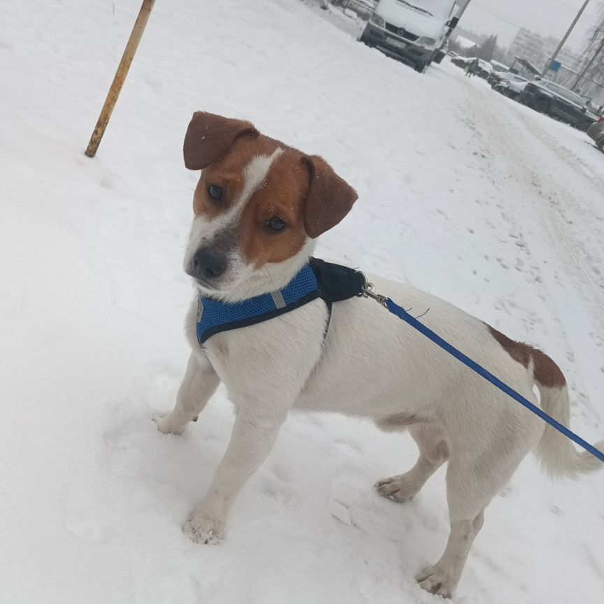 Джек-рассел-терьер, взрослая собака